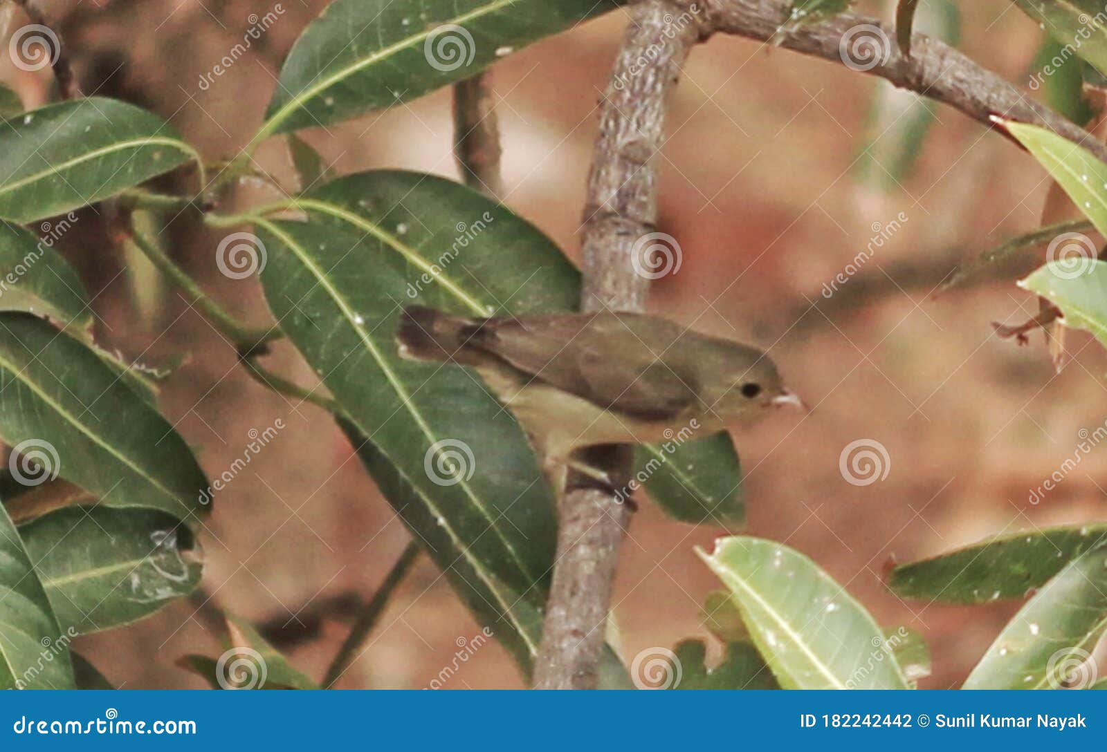 A Love Bird Waiting for the Prey. Stock Photo - Image of morning, time ...