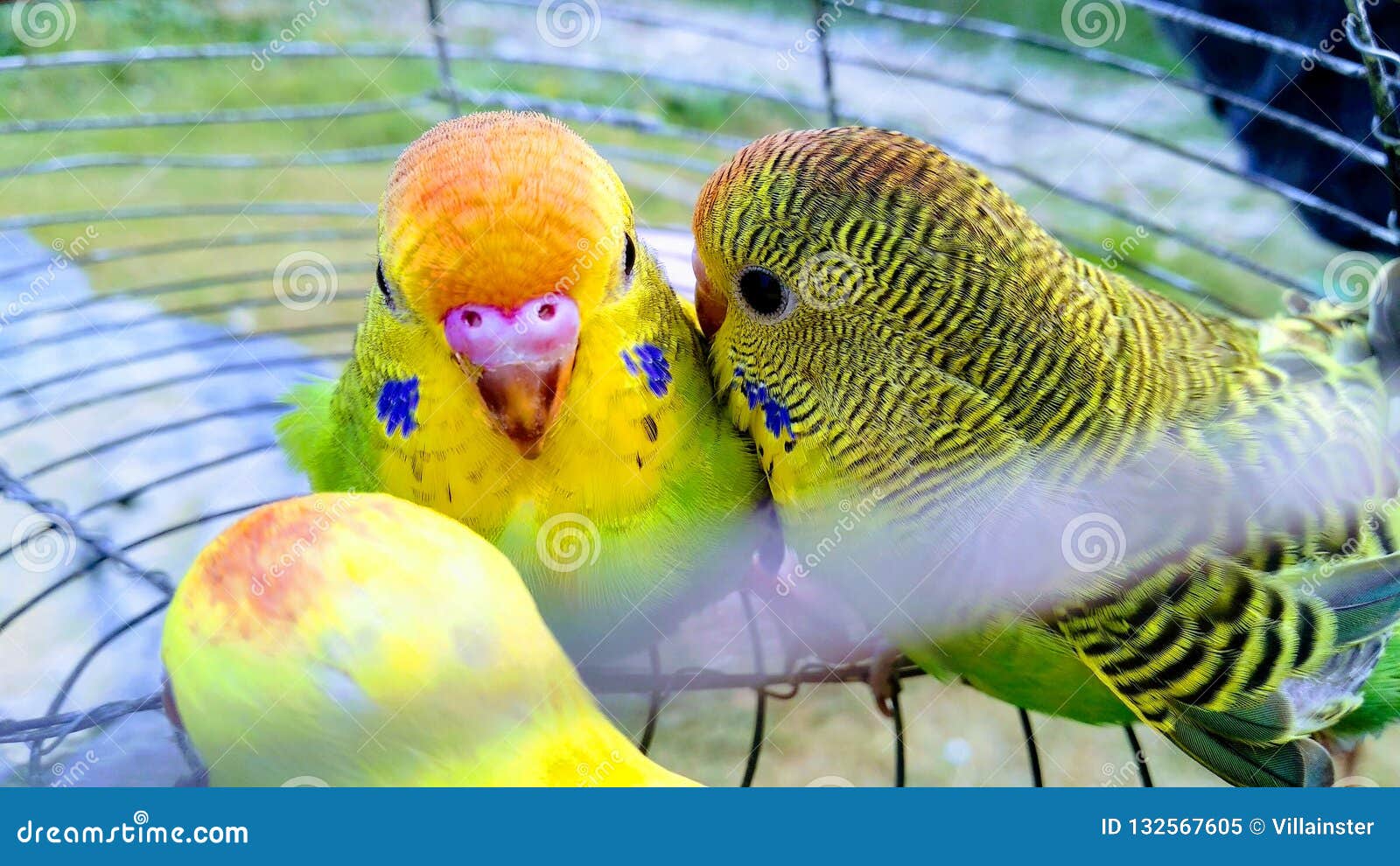 Love Of Birds Stock Image Image Of Birdx27s World 132567605