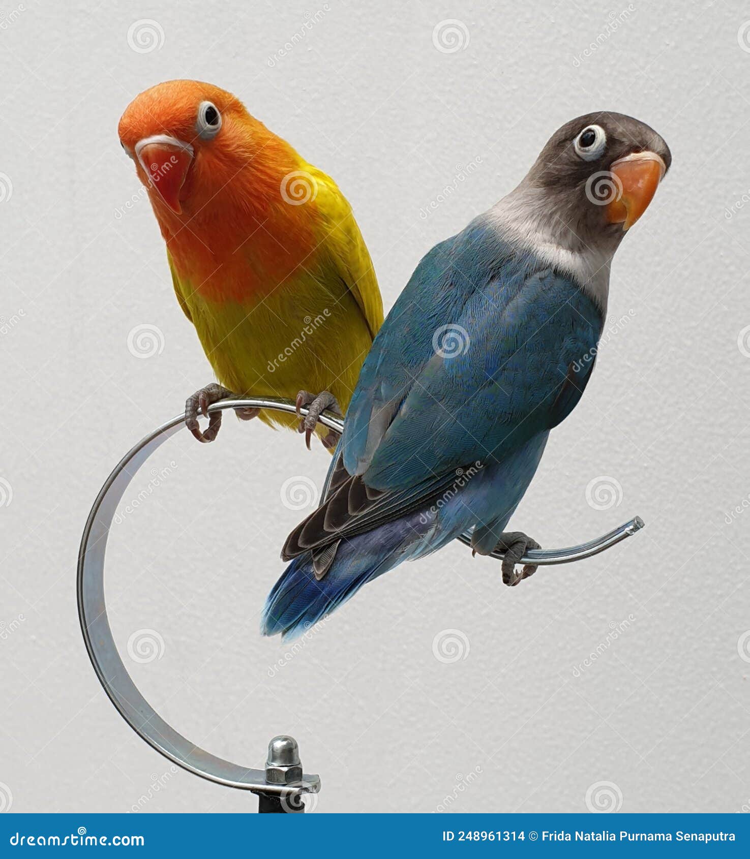 Love Birds Couple stock photo. Image of orange, blue - 248961314