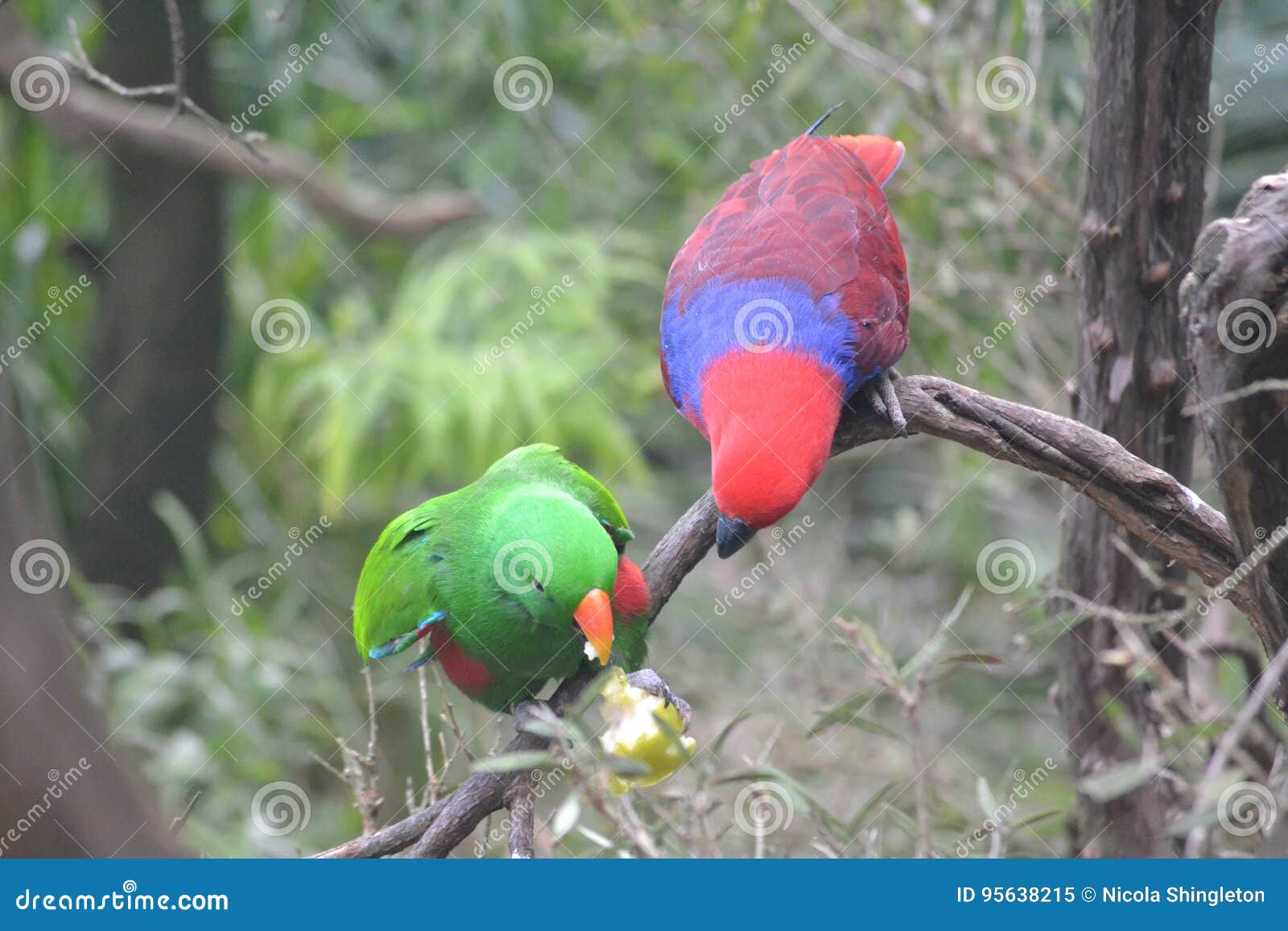 Love birds stock image. Image of love, birds, colourful - 95638215