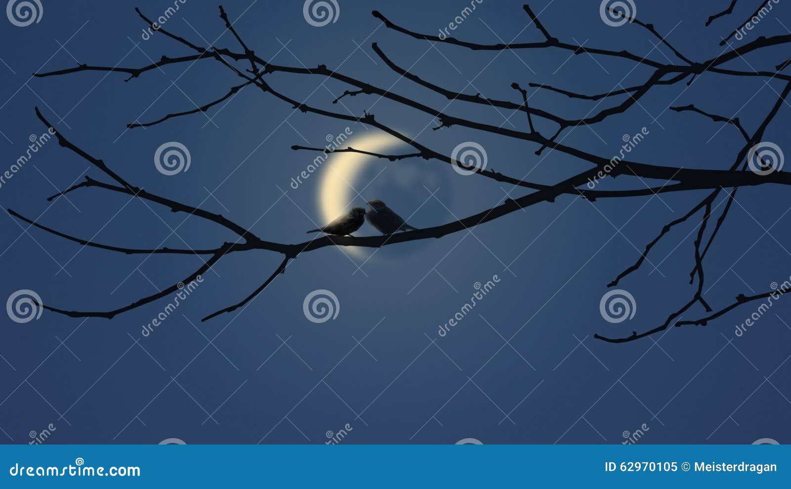 Love birds stock image. Image of togetherness, love, outdoors - 62970105