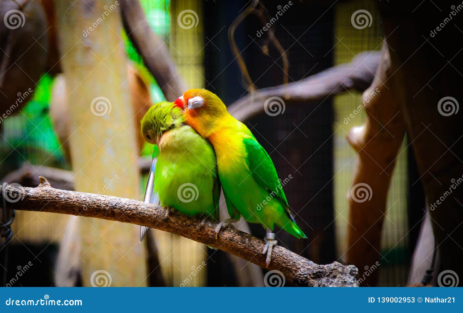 Love Birds on Tree Branch stock image. Image of parrot - 139002953 Love Birds on Tree Branch stock image. Image of parrot - 139002953