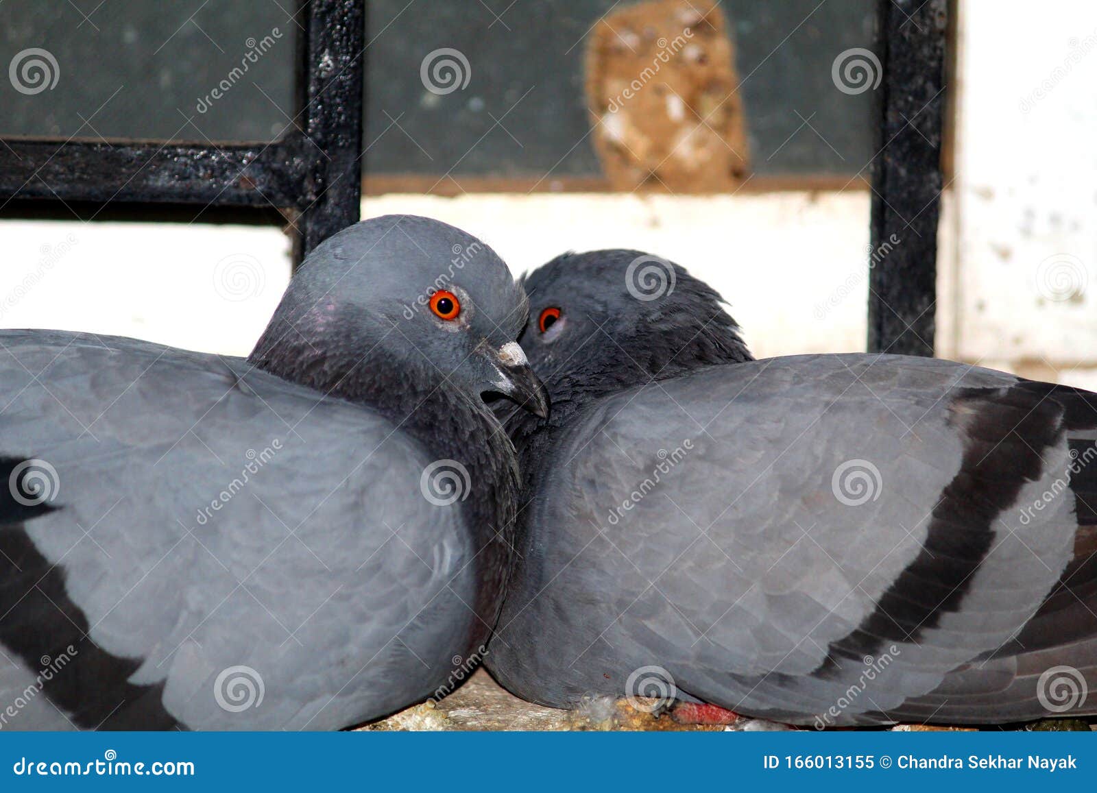 Love Birds Two Pigeons in Love Stock Image - Image of indian, eating ...