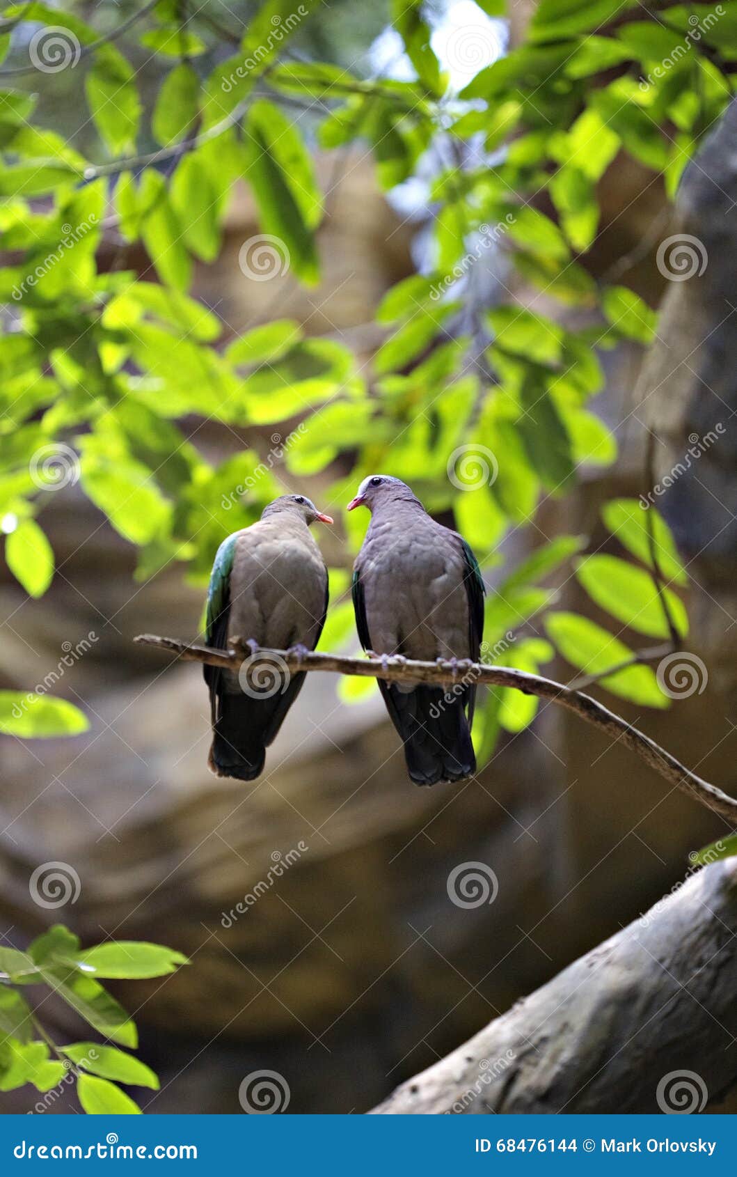 Love birds stock photo. Image of looking, color, birds - 68476144