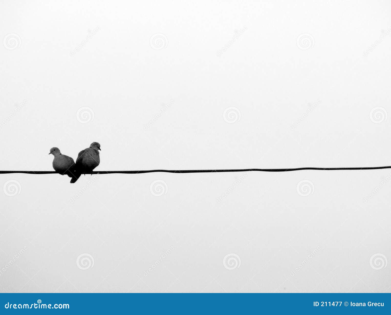 Pigeons Love. Two Pigeons In The City In Summer Standing Opposite Each ...