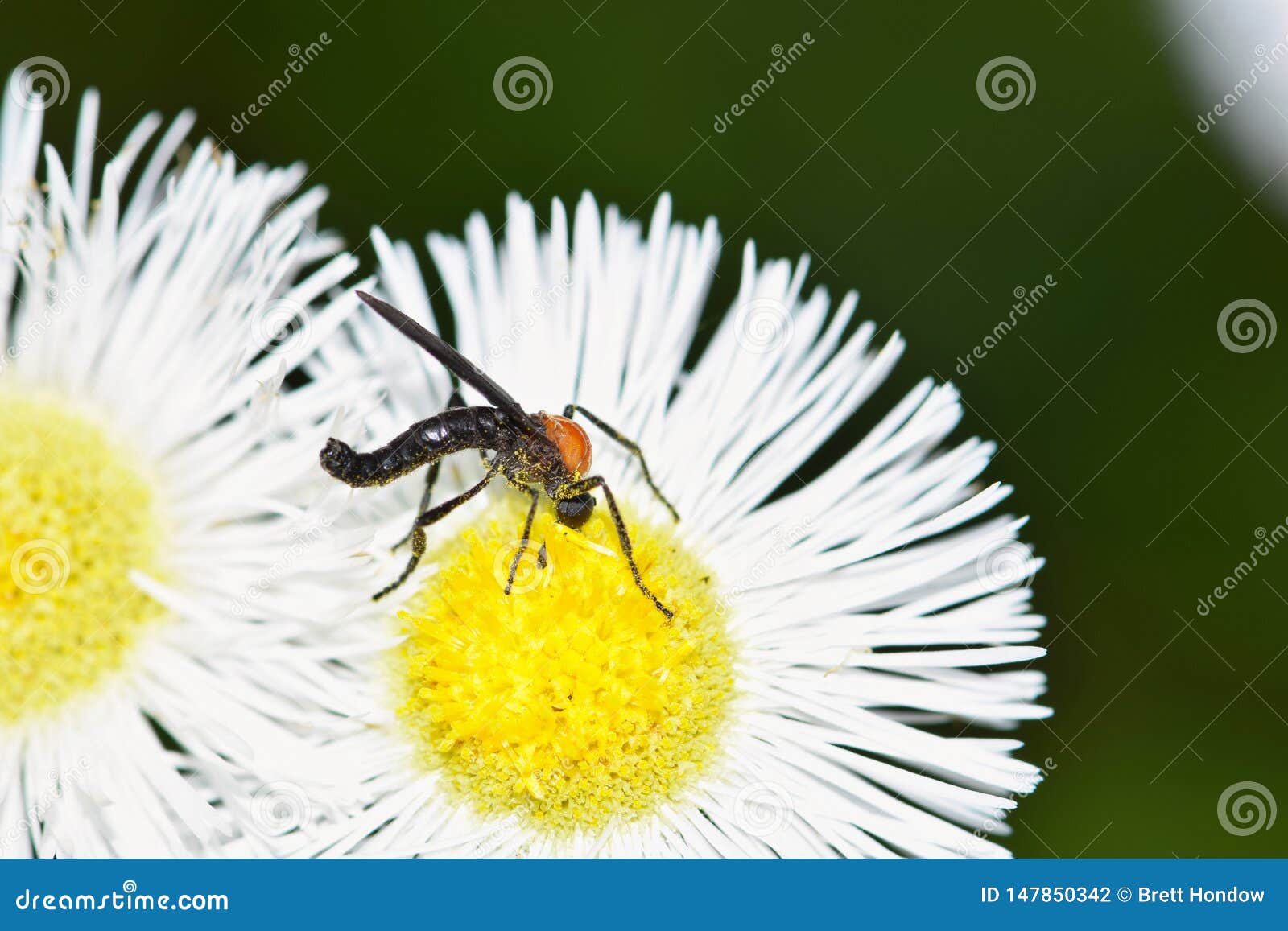 Love Bug Pollinating a Wildflower. Stock Photo - Image of animal ...
