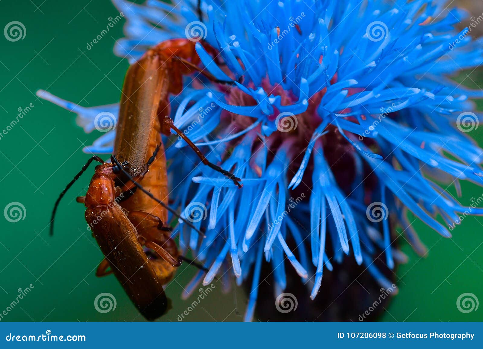 Love - bugs copulating stock photo. Image of leaf, color - 107206098