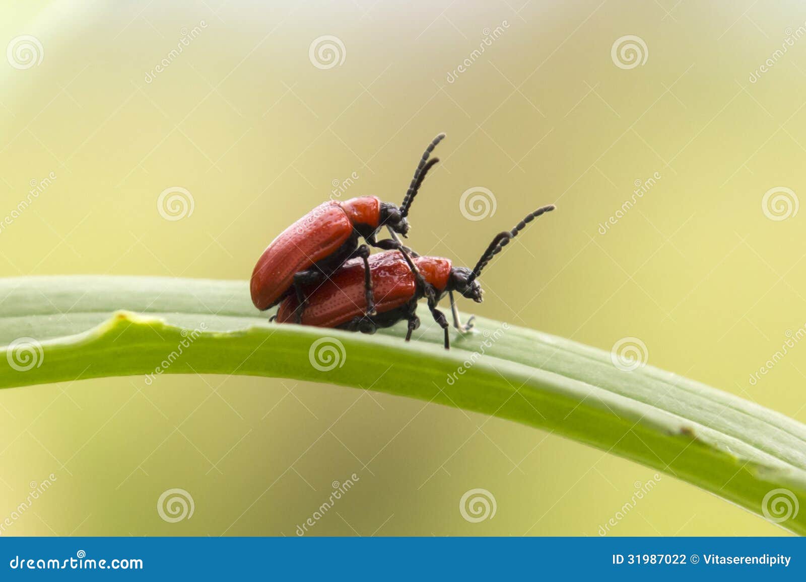 Love bugs stock photo. Image of lilioceris, stem, beetles - 31987022
