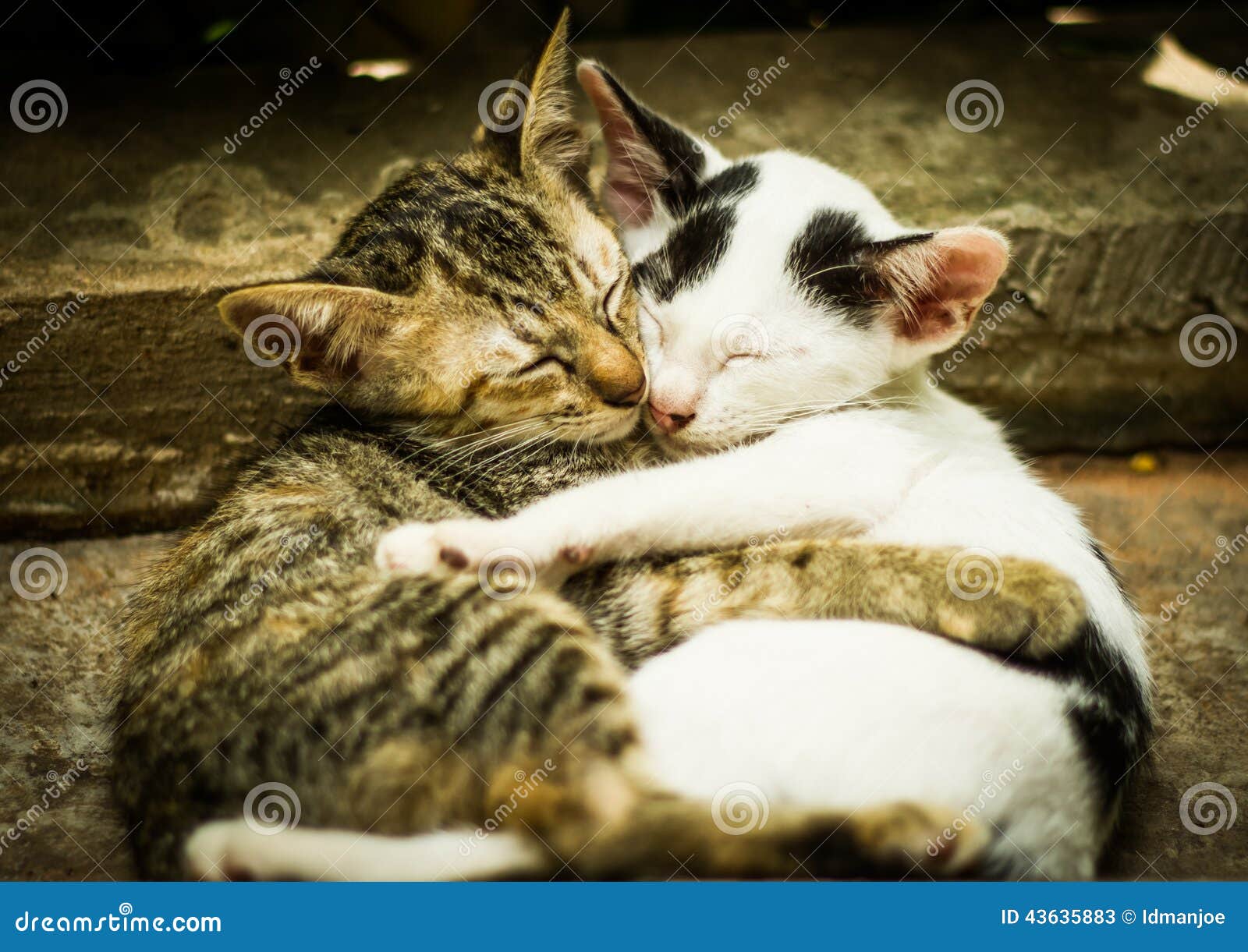 Love of cats stock image. Image of looking, pets, closeup - 43635883