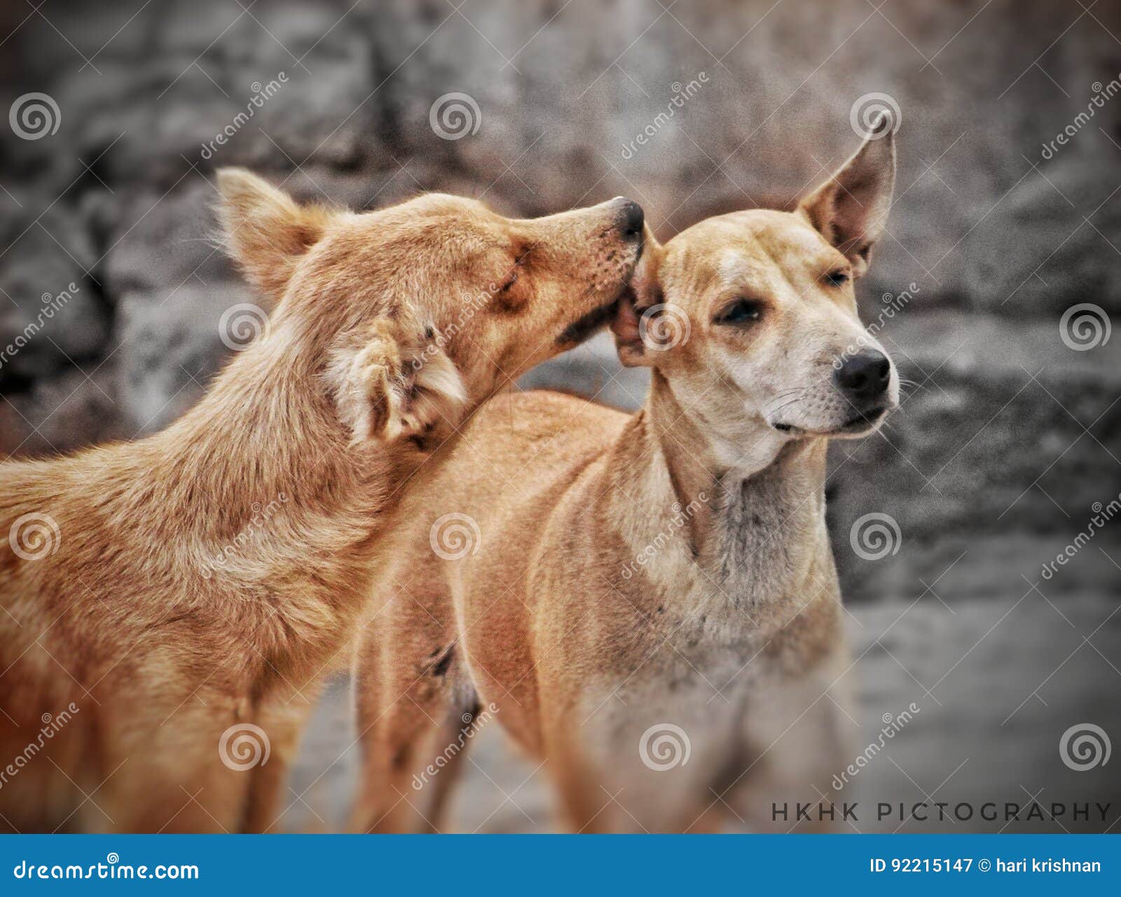 Love stock image. Image of dogs, common, kiss, valentine - 92215147