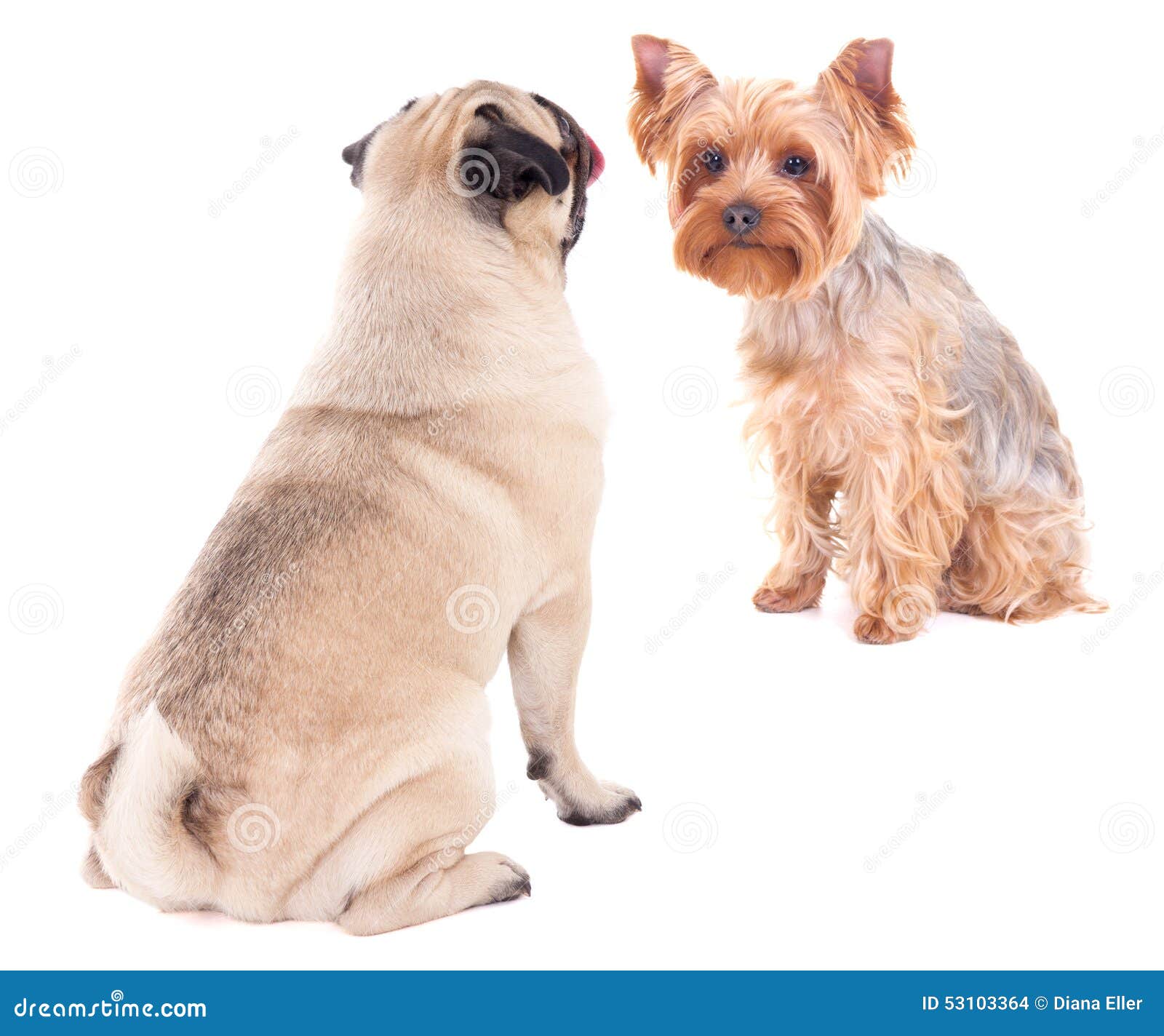 Love Concept - Two Sitting Dogs Isolated on White Stock Photo - Image ...