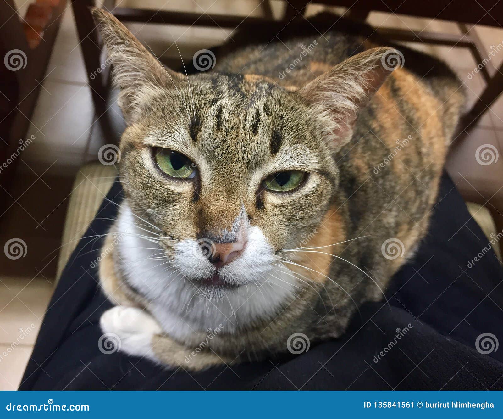 Cool cat stock image. Image of love, animal, cool, kitty - 135841561