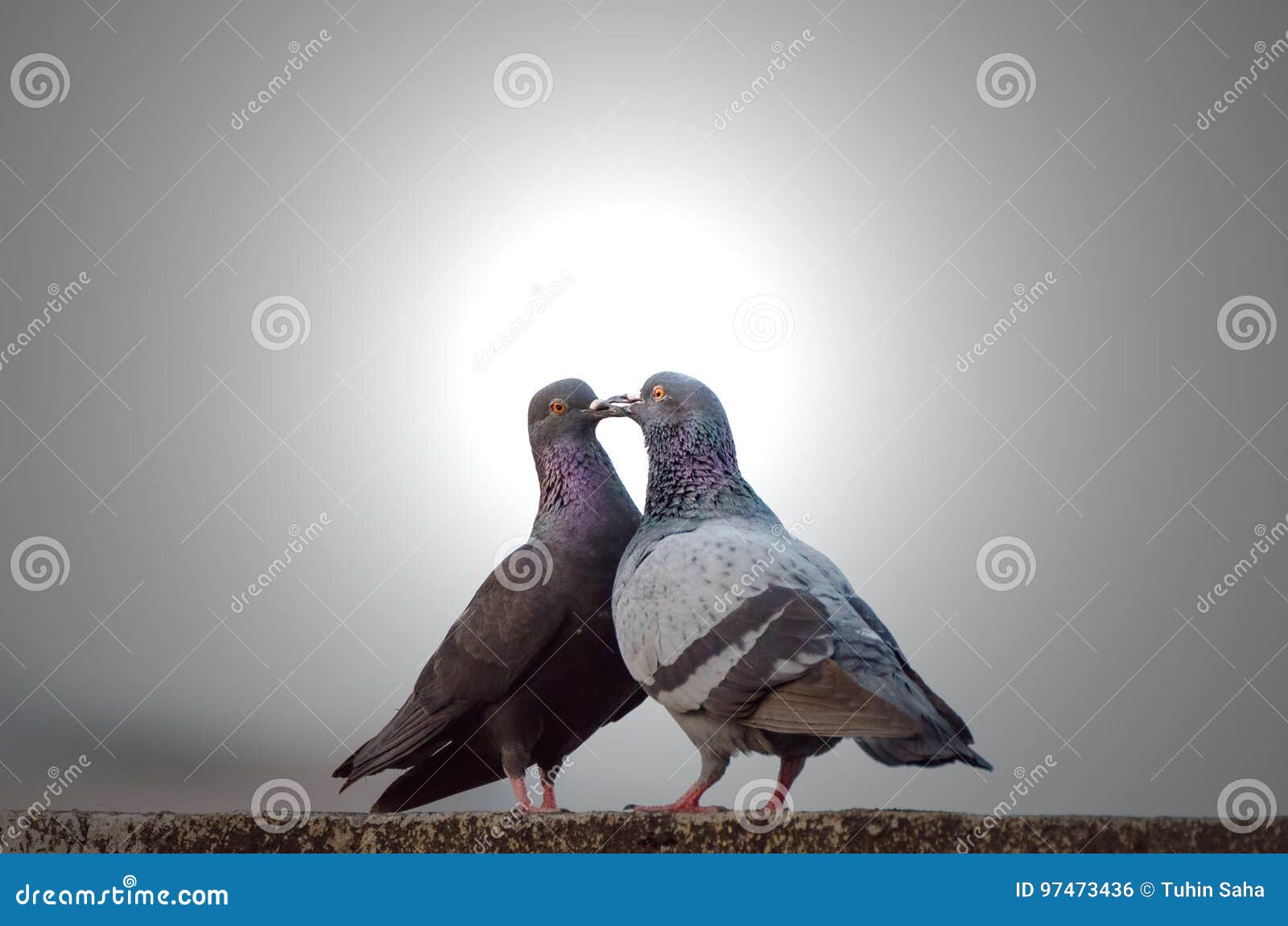 Love and Courtship in Pigeons Stock Photo - Image of pigeons, animal ...