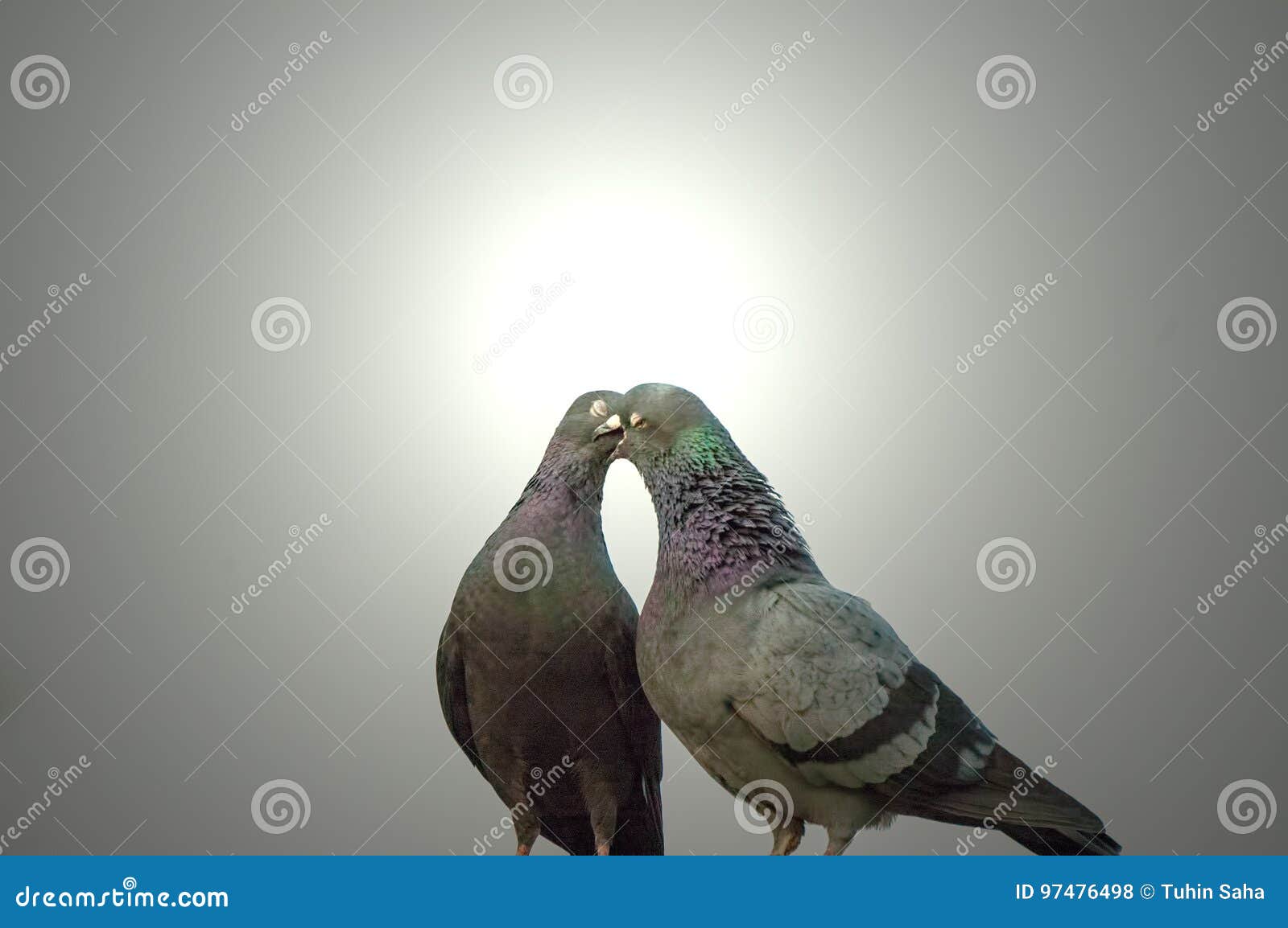 Love and Courtship in Pigeons Stock Photo - Image of mating, courtship ...