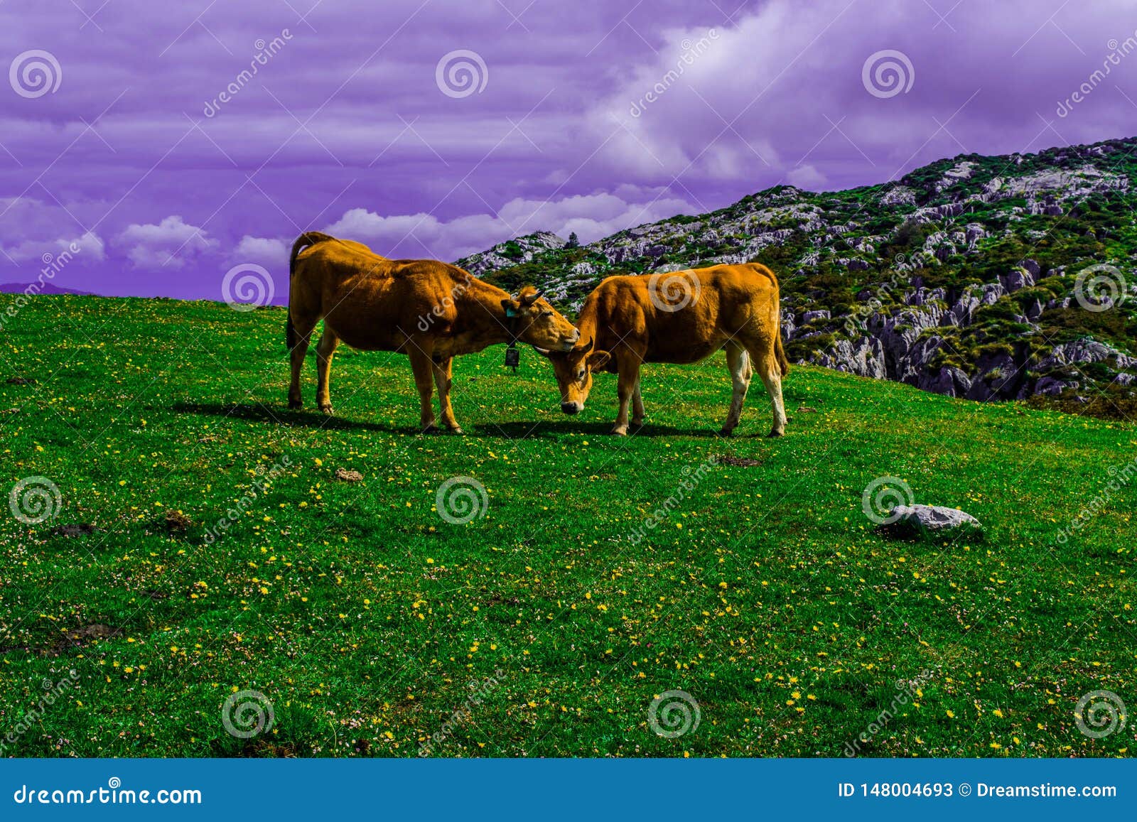Love of cows stock image. Image of animals, feelings - 148004693