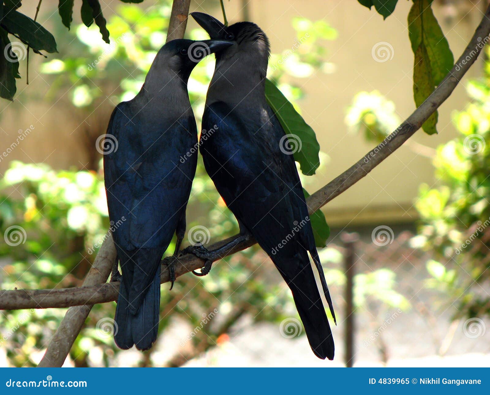 Love Crows stock image. Image of beaks, together, togetherness - 4839965