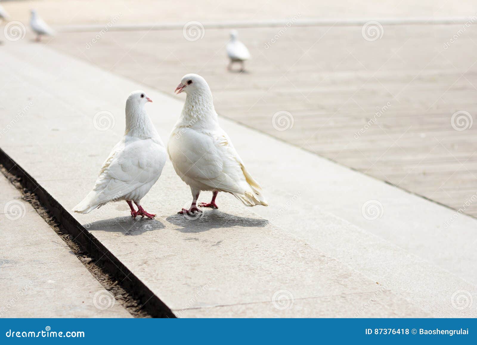 Love of dove stock photo. Image of church, hope, resting - 87376418