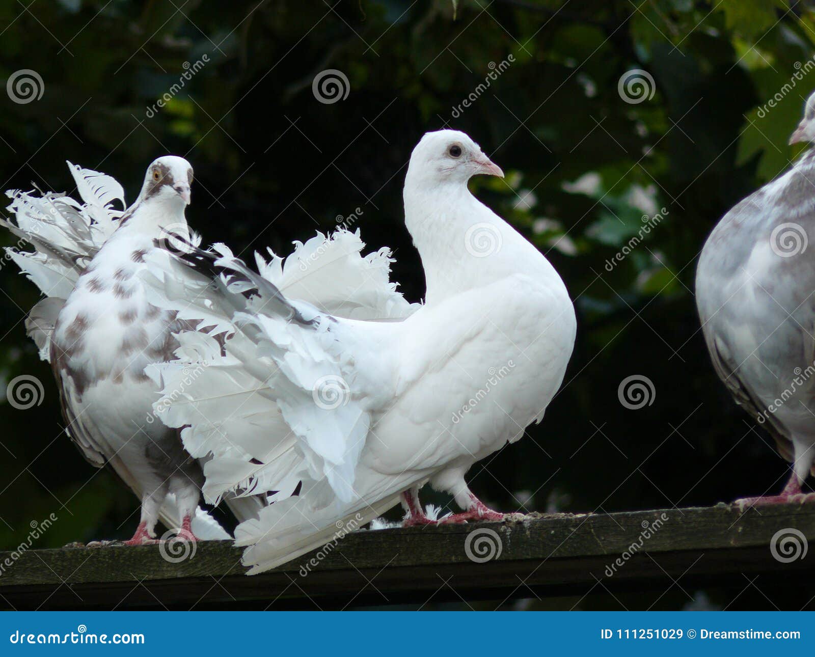 Love and doves stock image. Image of world, love, birds - 111251029 Love and doves stock image. Image of world, love, birds - 111251029