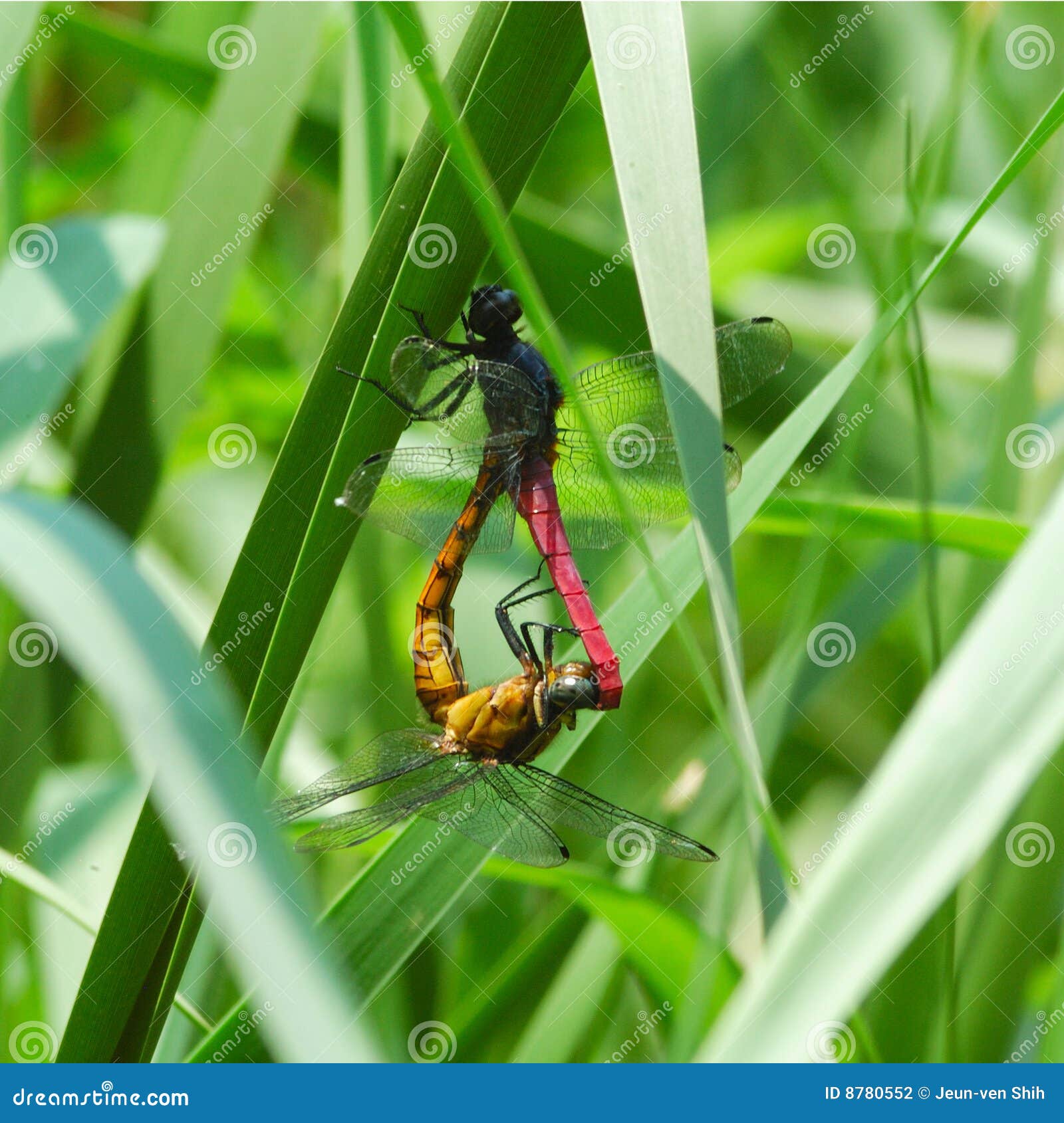Love of Dragonflies stock photo. Image of animal, dragonfly - 8780552