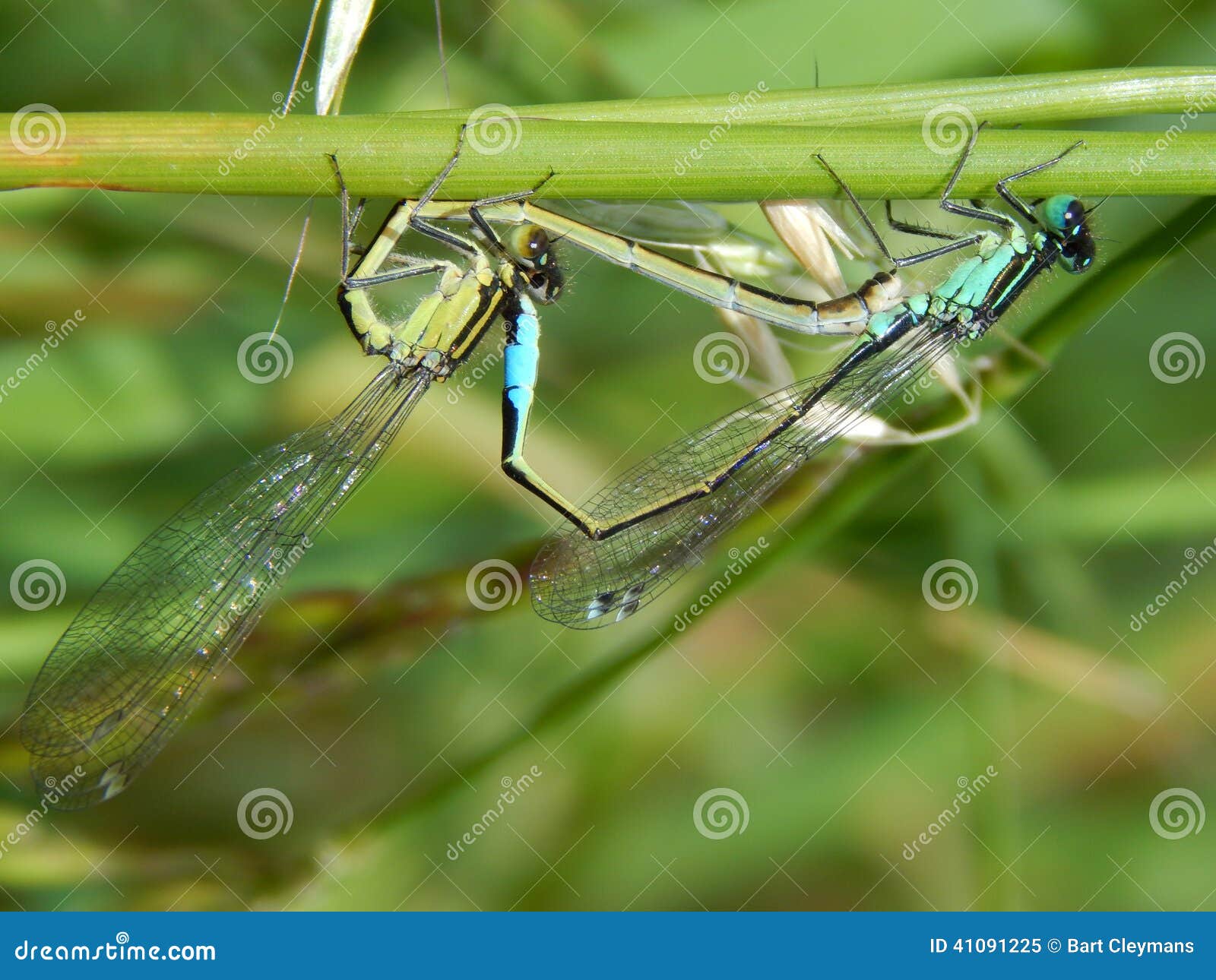Love between Dragonfly s stock image. Image of chaser - 41091225