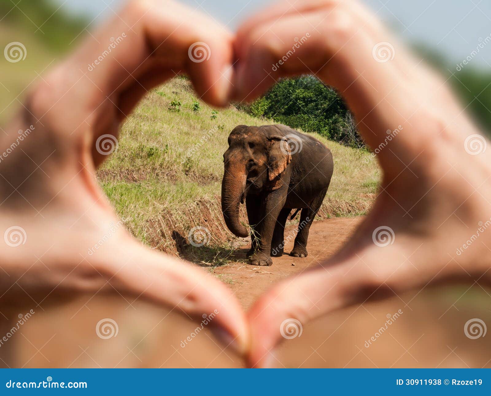 Love of Elephants stock photo. Image of morning, nature - 30911938