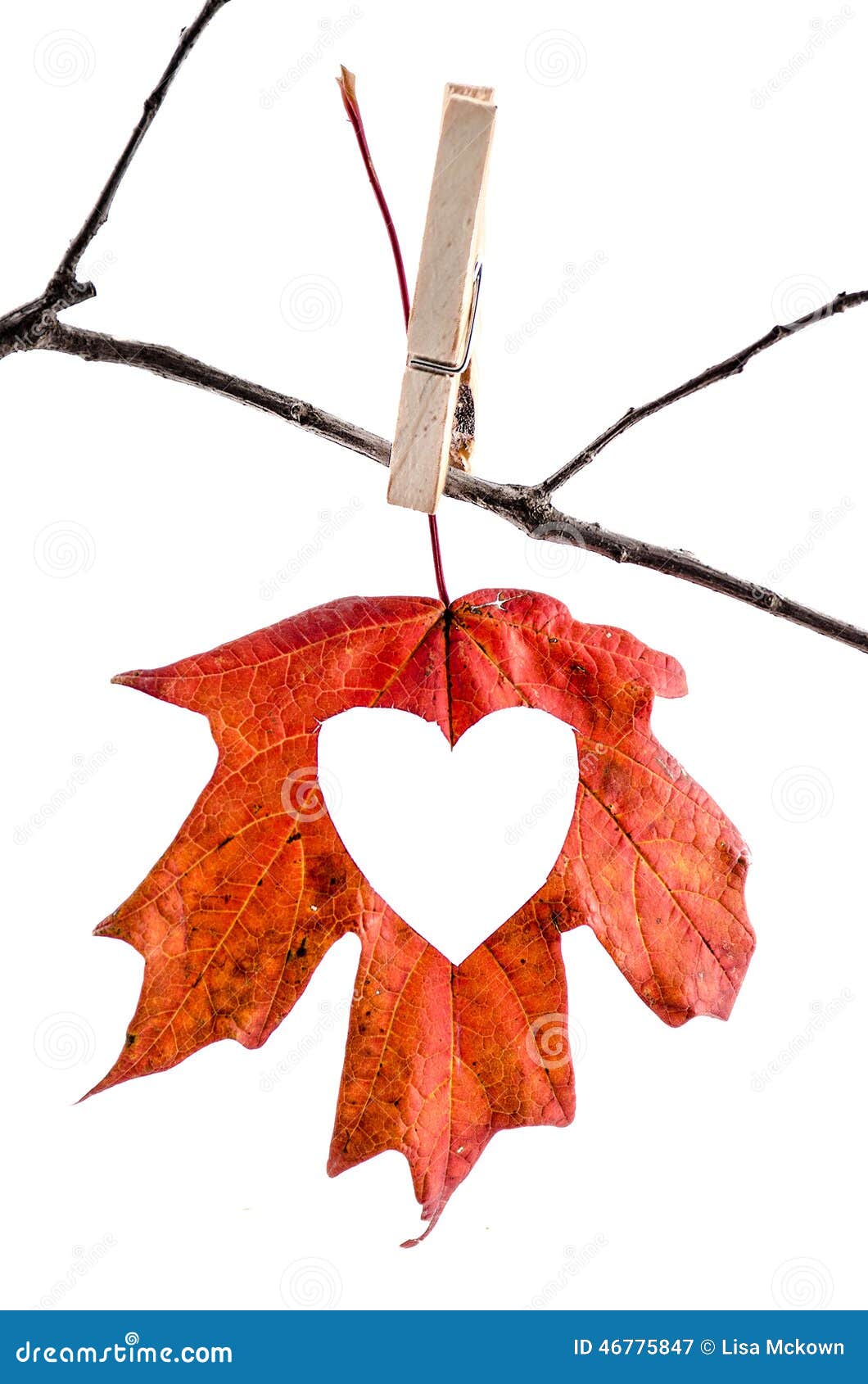 Love fall stock image. Image of tree, trendy, nature - 46775847