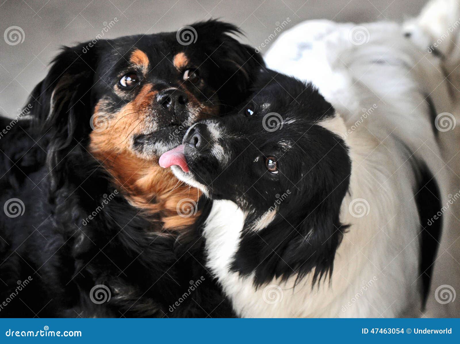 Love in Family of Two Dogs stock photo. Image of friendship - 47463054