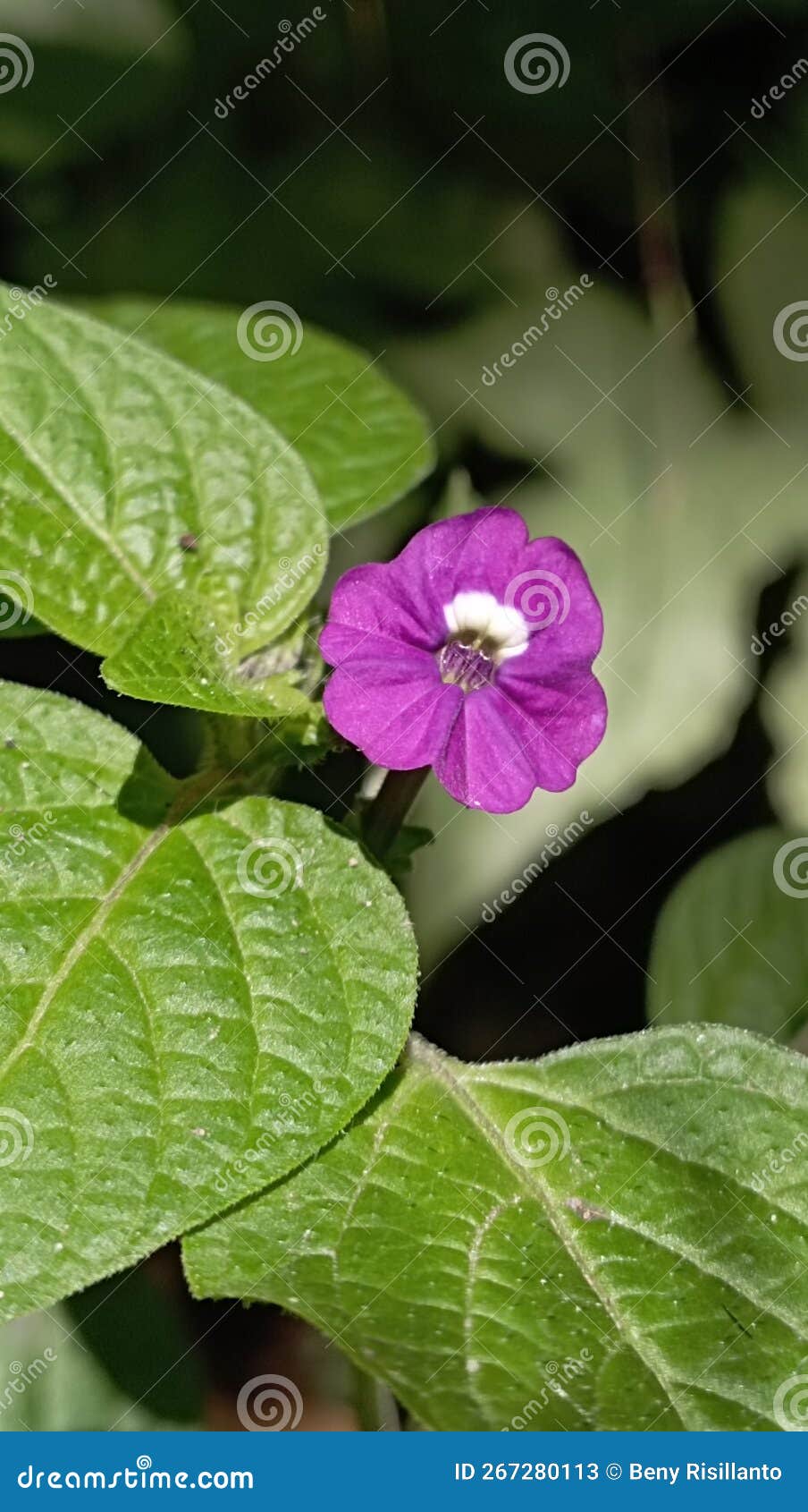 Love is Flower Like, Friendship is Like a Sheltering Tree Stock Image ...