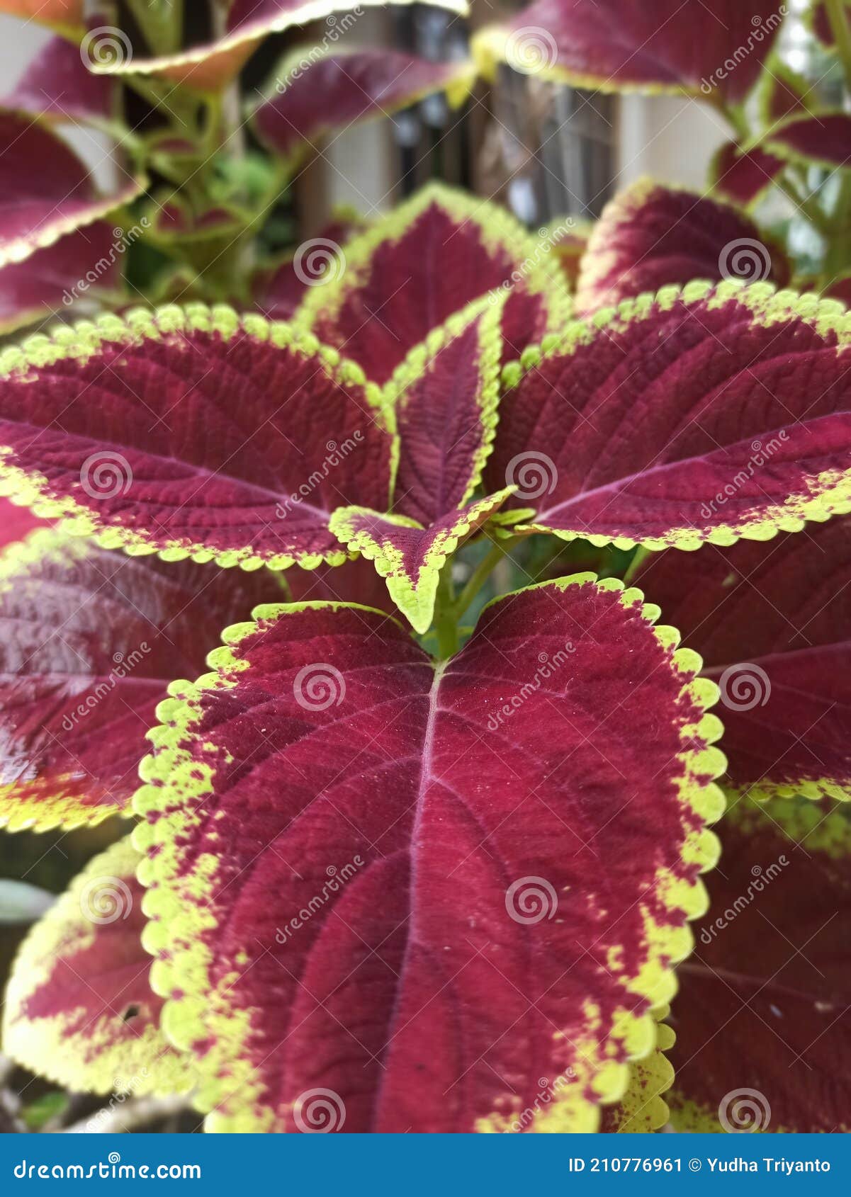 Love Flower is Shaped Like a Heart Stock Image - Image of pink, autumn ...