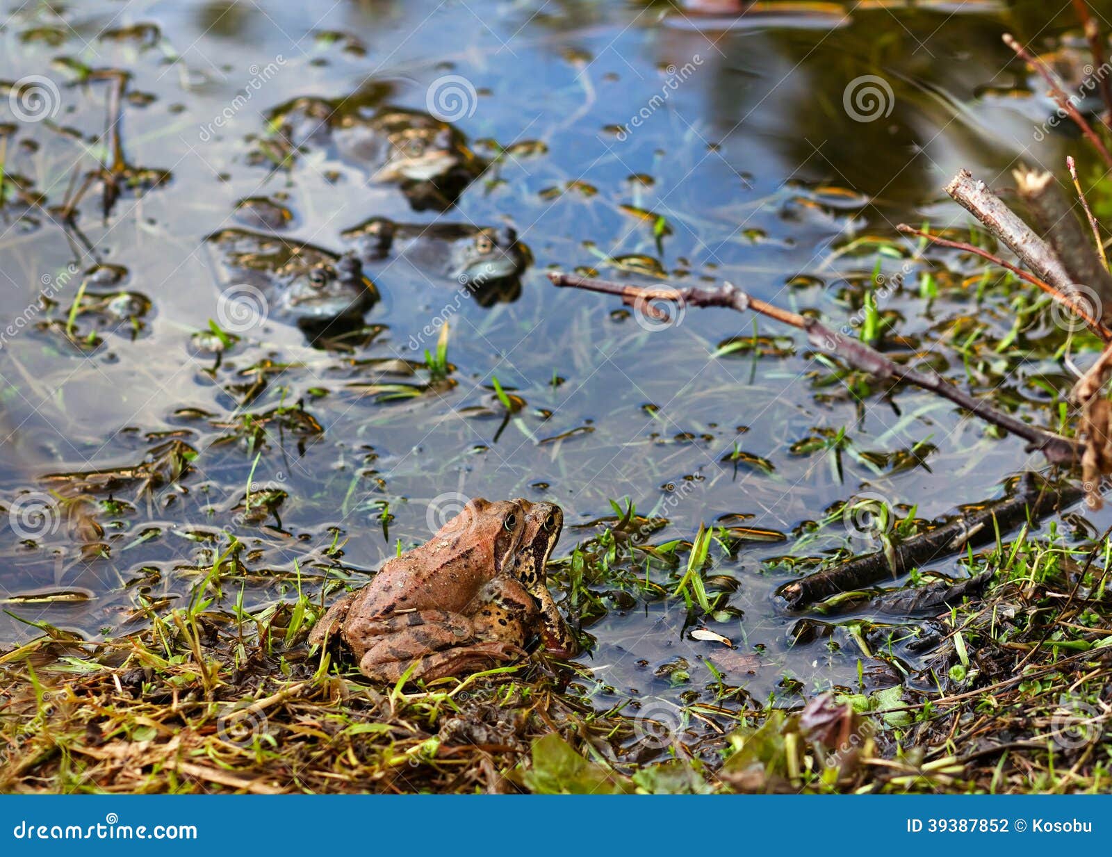 Love of Frogs in Pond in Spring Stock Photo - Image of herptile ...