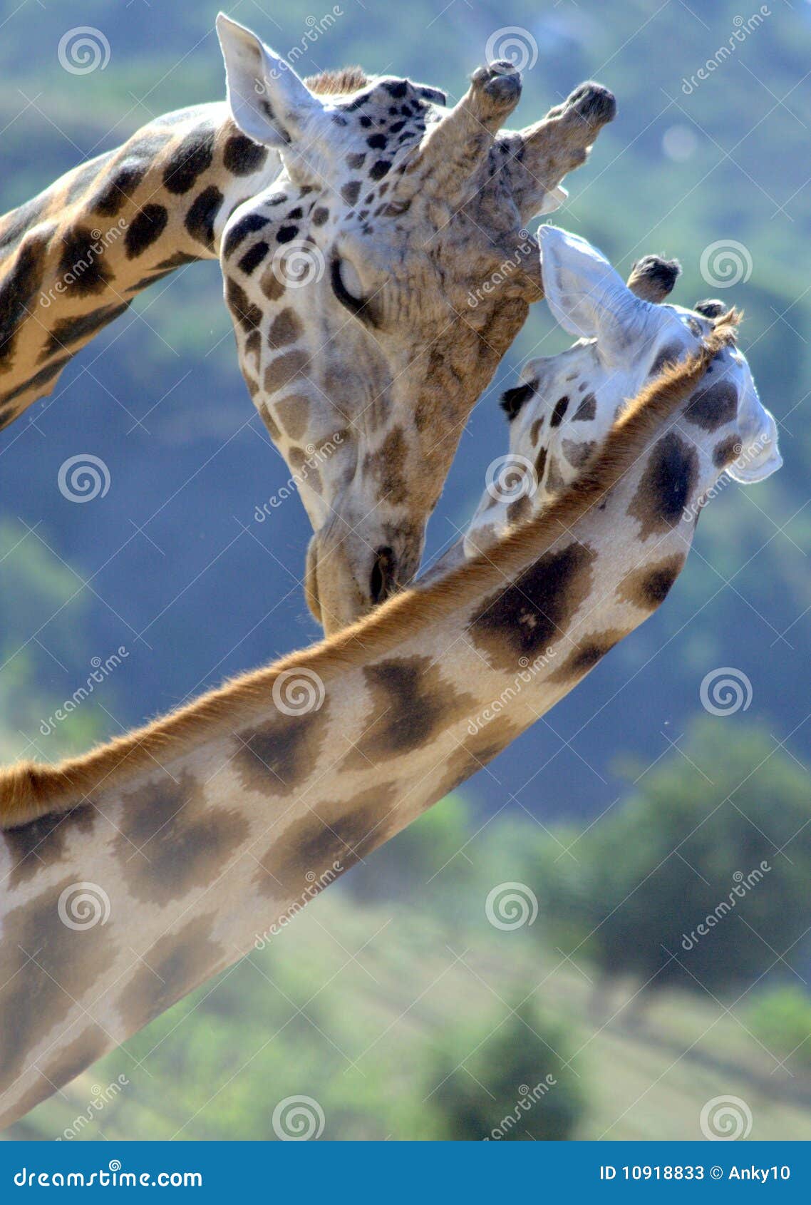 In Love! Giraffe Kissing stock image. Image of neck, nose - 10918833