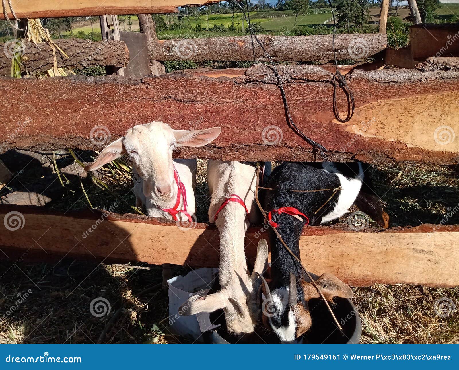Goat Breeding Farm. Portrait Of White And Black Goat.White Domestick ...