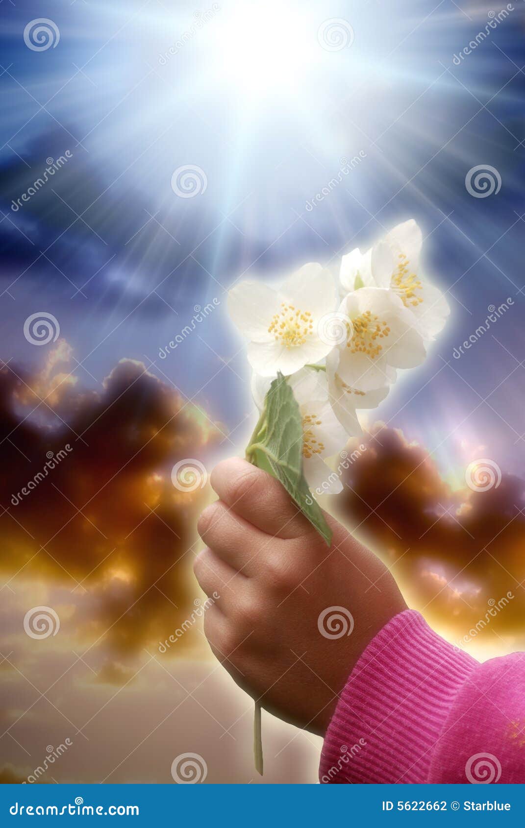 Love for God stock photo. Image of nature, flower, life - 5622662