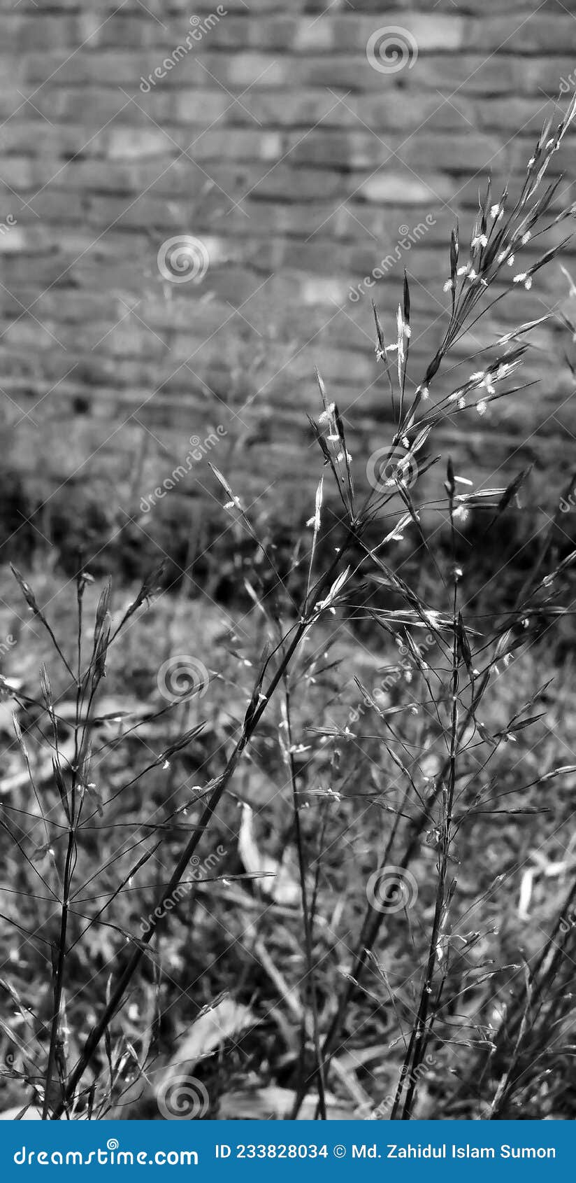 Love Grass Black & White Stock Photo - Image of lovegrass, black: 233828034