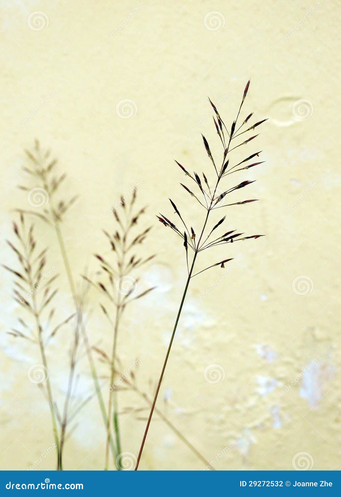 Love grass close up macro stock photo. Image of tropics - 29272532
