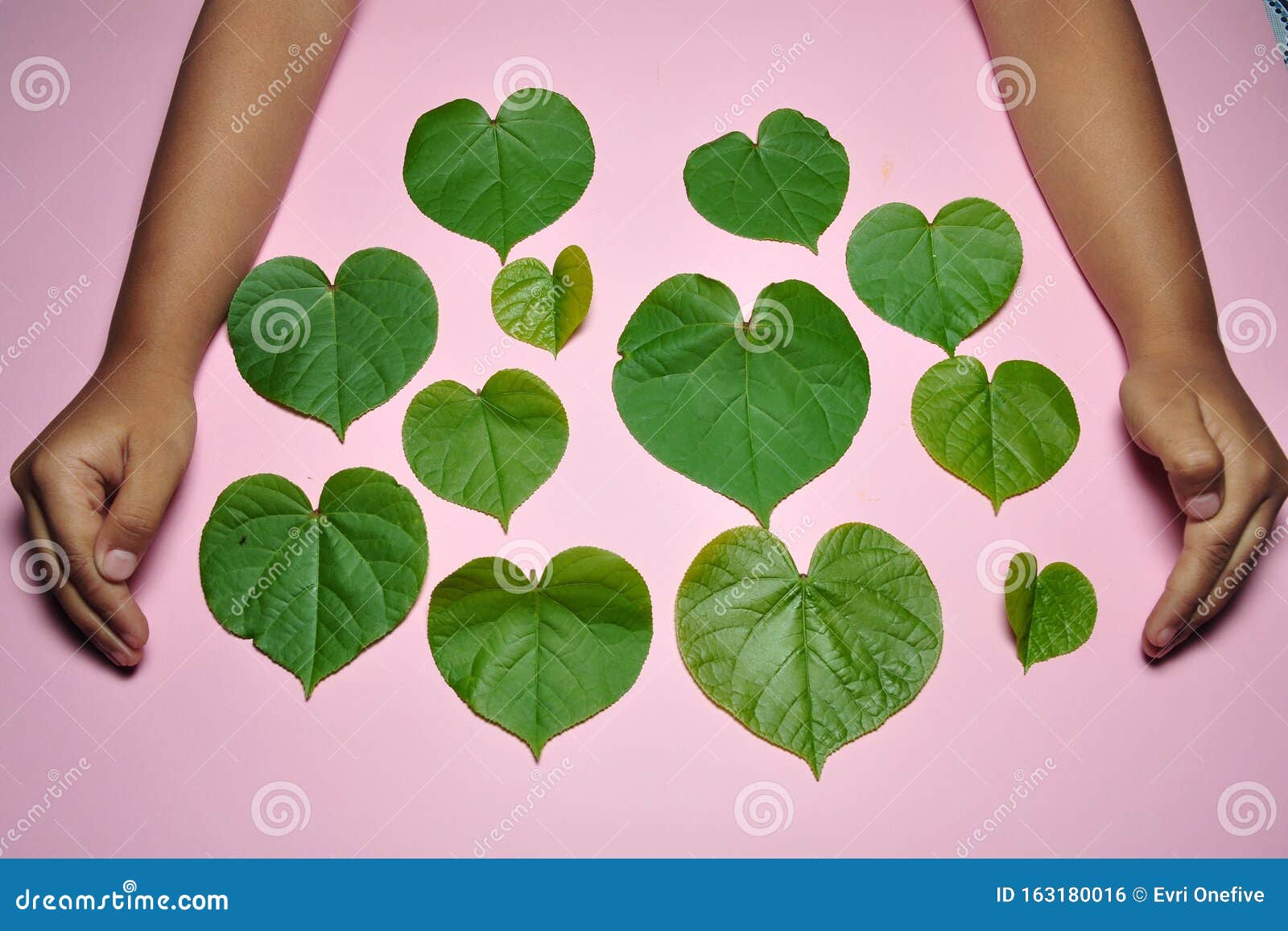 Love Leaf on Pink Background Stock Photo - Image of closeup, leaves ...
