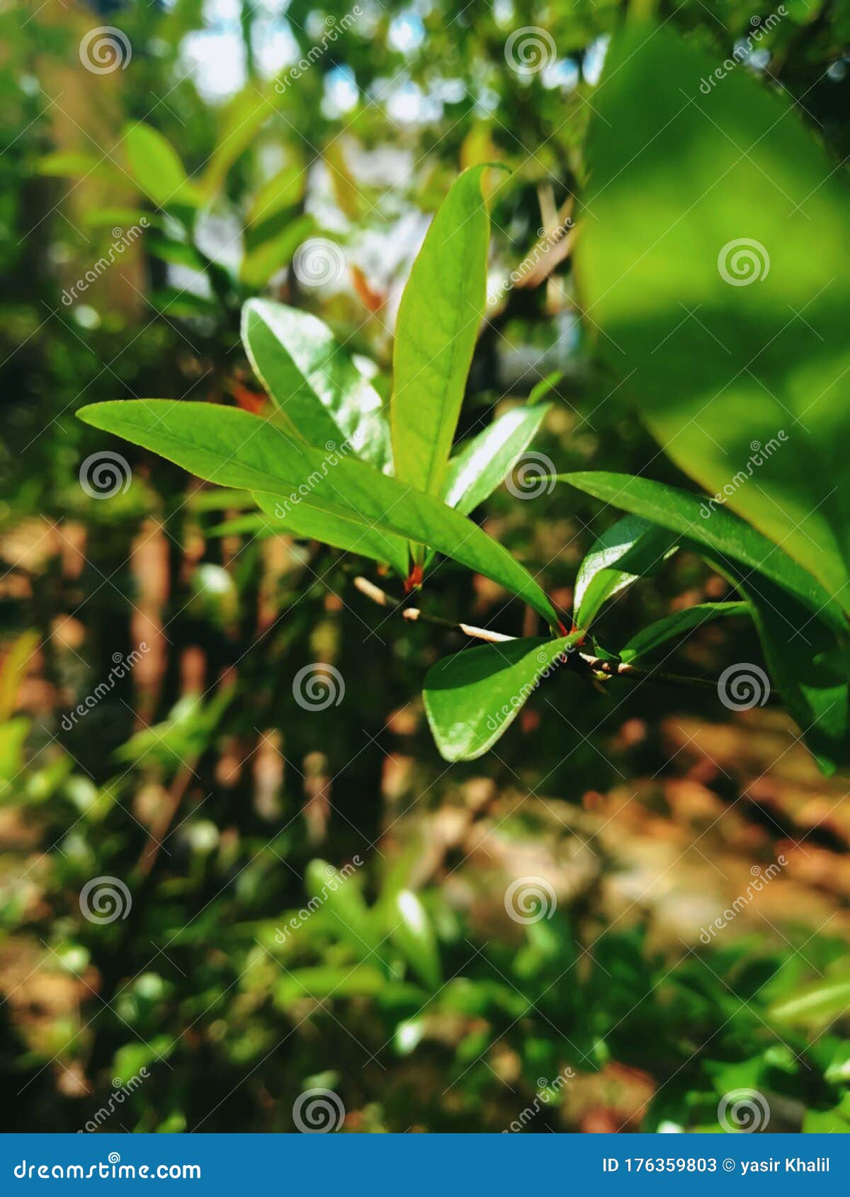 Tree click stock image. Image of green, love, tree, click - 176359803
