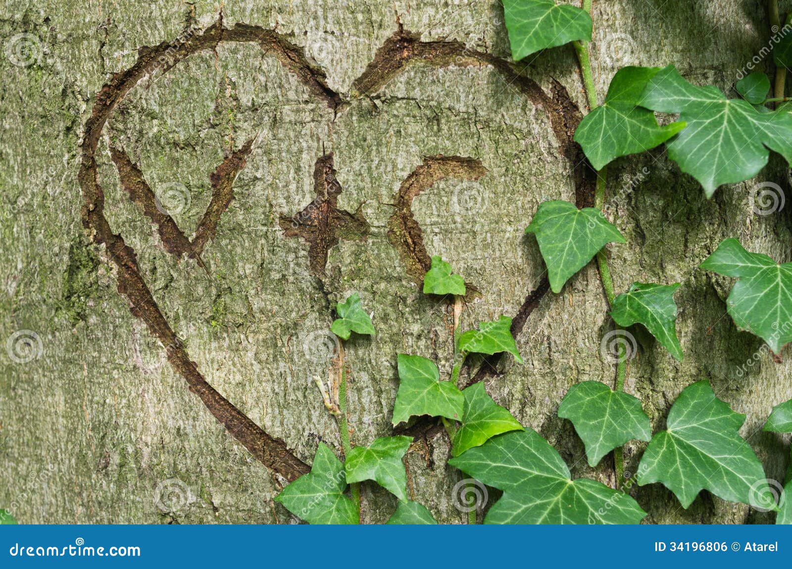 LOVE stock photo. Image of carved, lifestyle, love, tree - 34196806