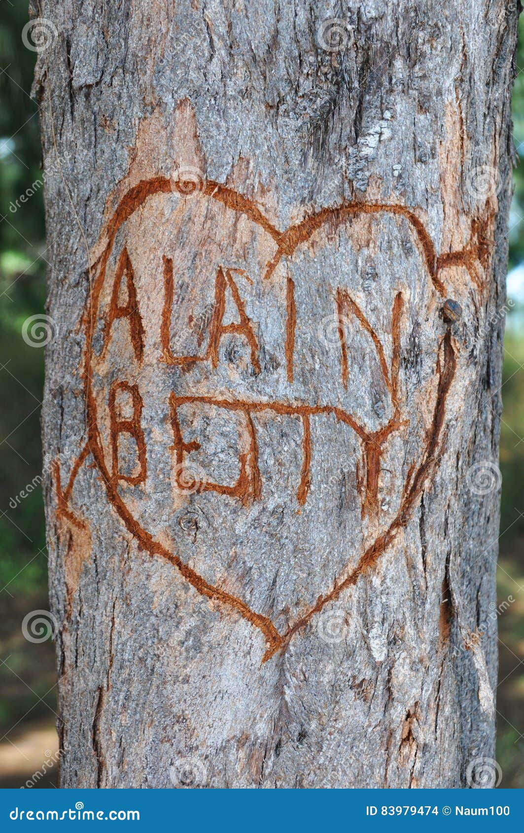 Love Heart with Message in a Tree Stock Photo - Image of passion ...