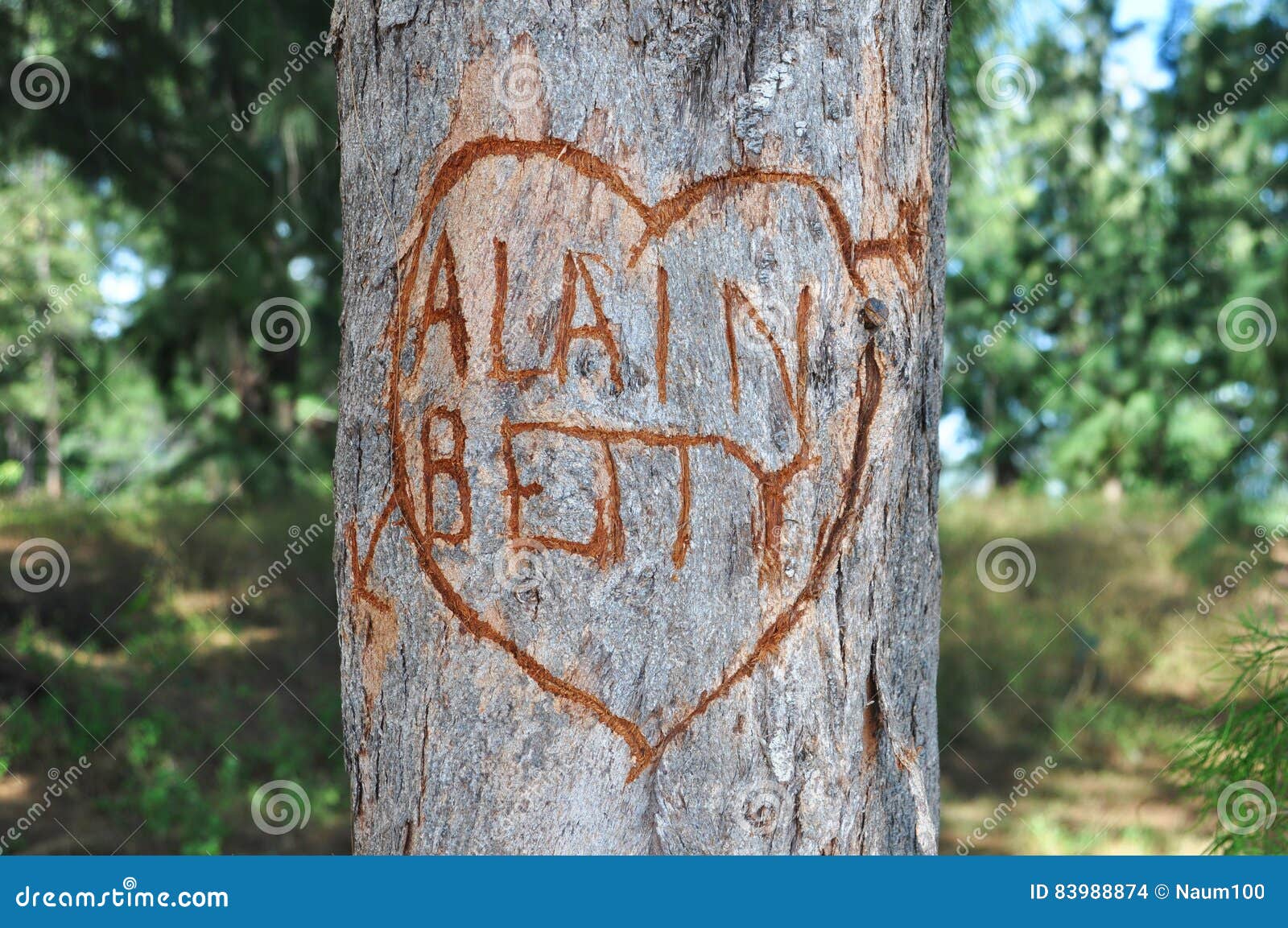Love Heart with Message in a Tree Stock Photo - Image of detail, figure ...