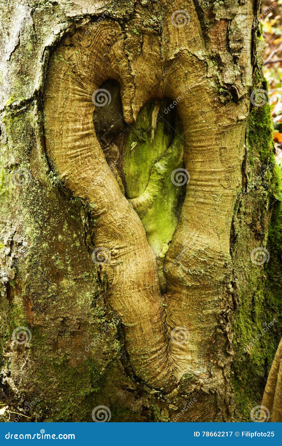 Love Heart Shape on a Tree Trunk Stock Image - Image of outside ...