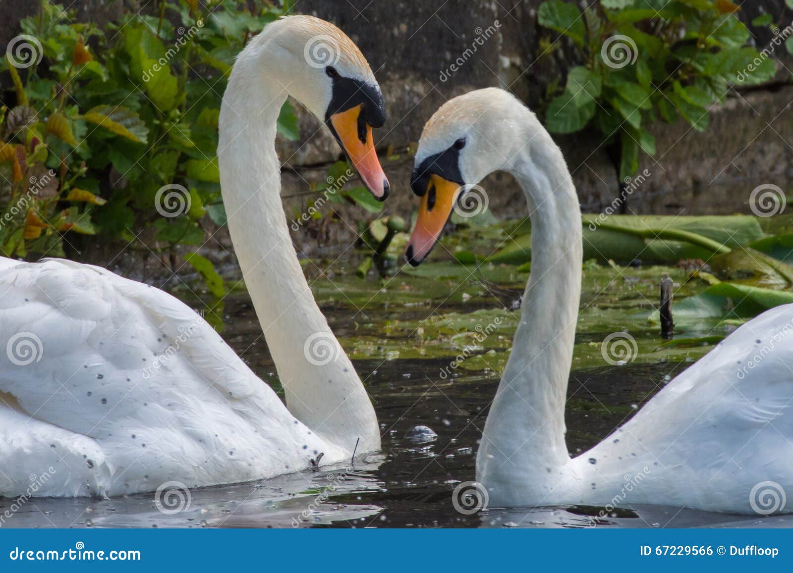 Love Heart Swans stock photo. Image of beeks, swans, love - 67229566
