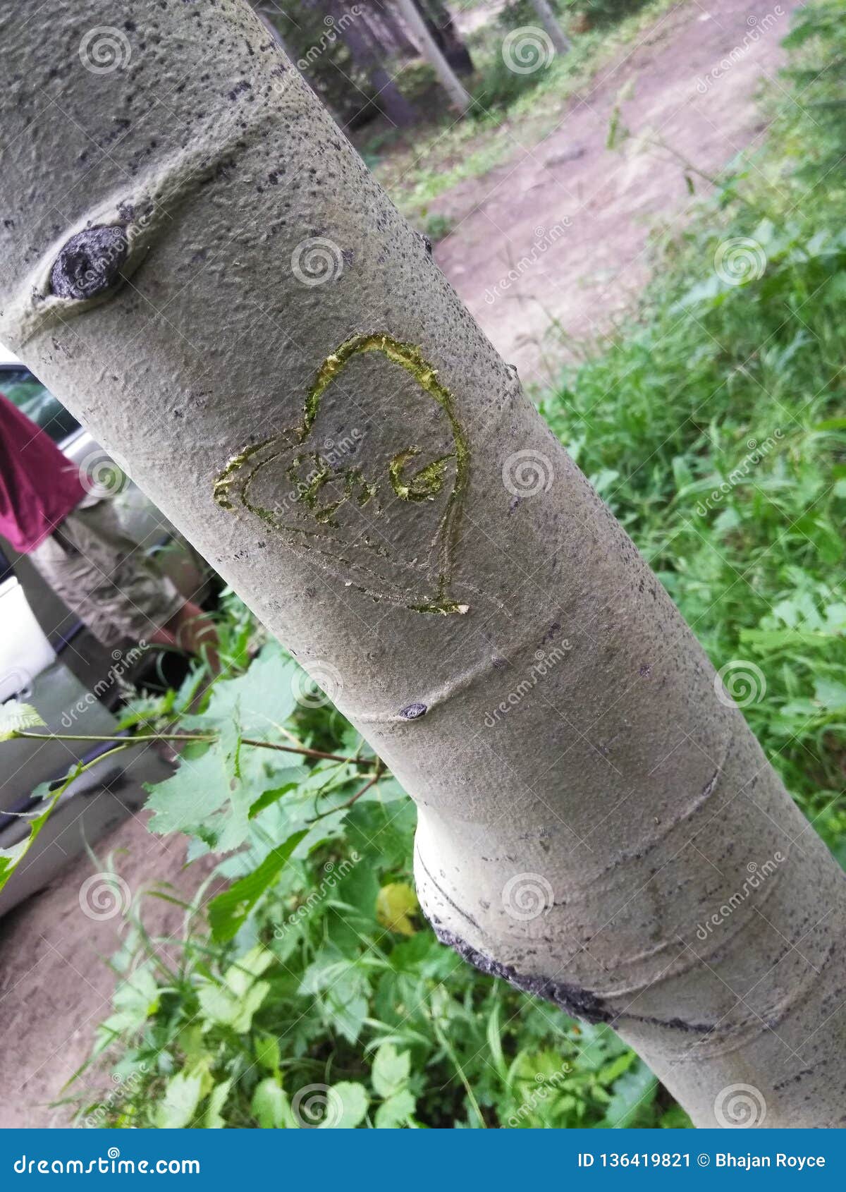 Love stock image. Image of initials, aspen, love, tree - 136419821