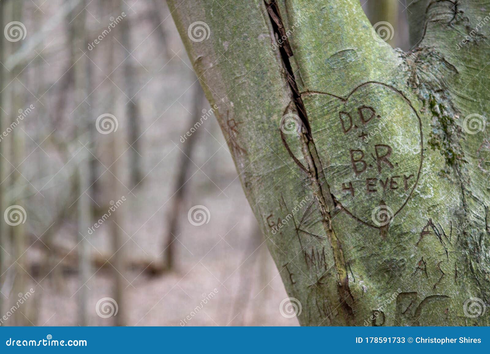 Love Initials Carved into a Tree in the Woods. Stock Image - Image of ...
