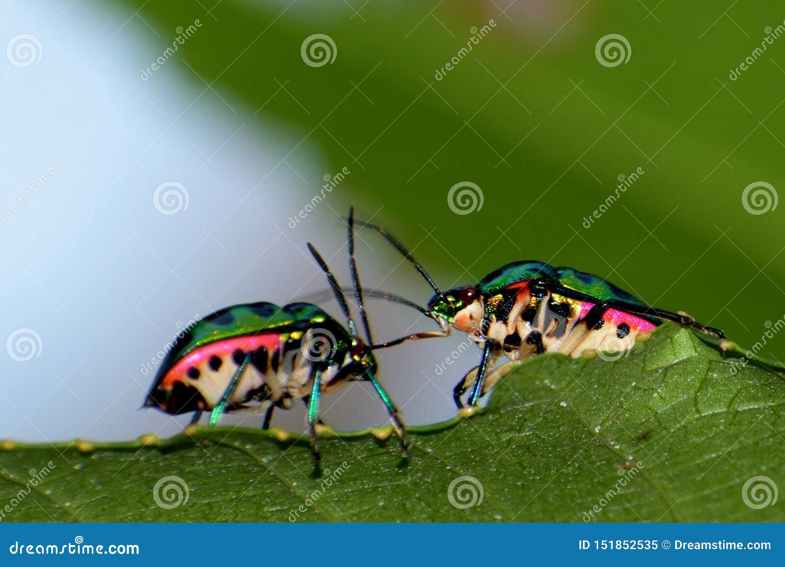Love of insects stock image. Image of green, insects - 151852535