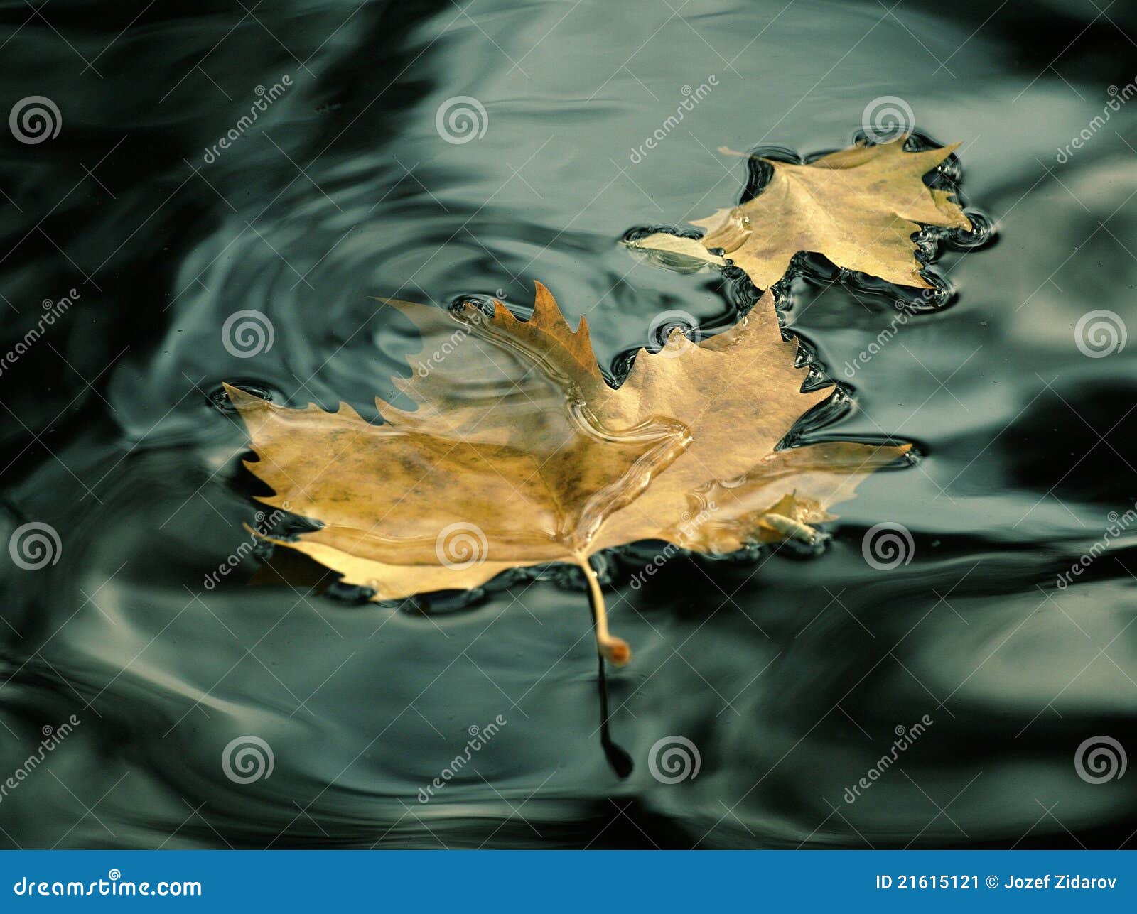 Love leaf stock image. Image of copyspace, closeup, leaf - 21615121