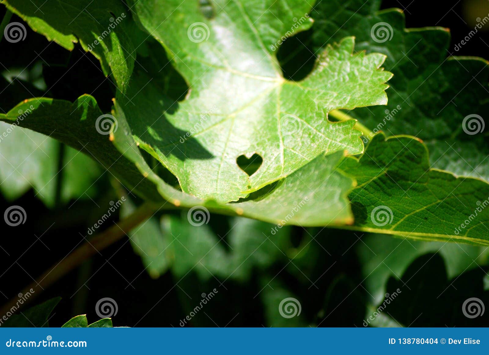 Love Leaf stock photo. Image of tree, green, love, heart - 138780404