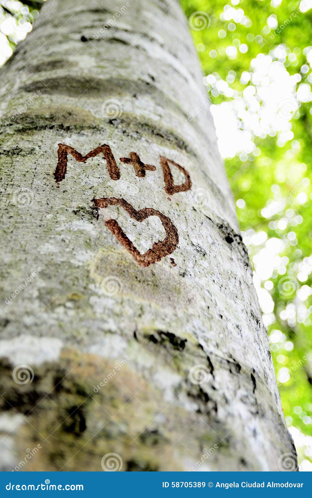 Letter A Carved Into A Wooden Stump Royalty-Free Stock Photo ...