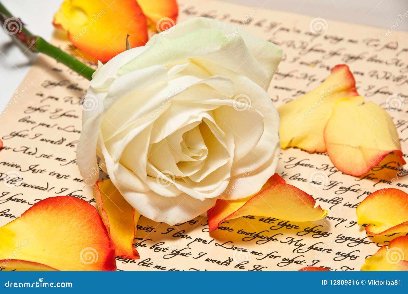 Love Letter with a Rose stock photo. Image of celebration - 12809816