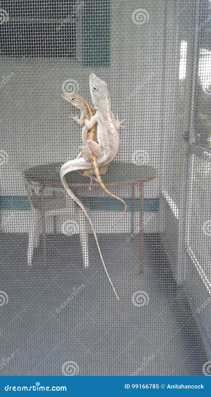 Lizard love stock image. Image of lizards, together, love - 99166785